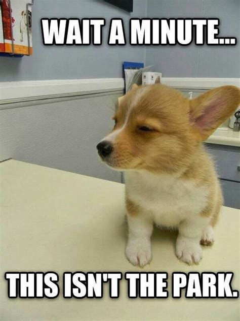 22 Funny Animals Ideas Funny Animals Funny Animal Memes Funny Animal Pictures