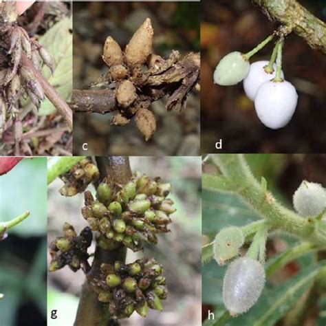 Range Of Fruit Morphology In Se Asian And Pacific Cyrtandra A C