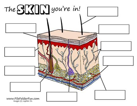 Annotated Diagram Of Skin Structure