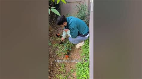 딸기 딸기~♡ 딸기농사 딸기키우기 소소한이야기 Youtube