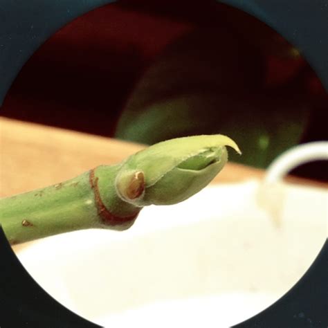 Im An Outlaw Not A Hero A New Twist Fig Tree Propagation Update