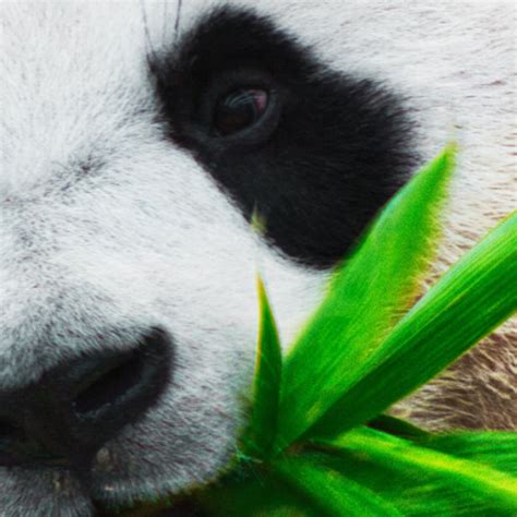 Pandas Example Kaggle