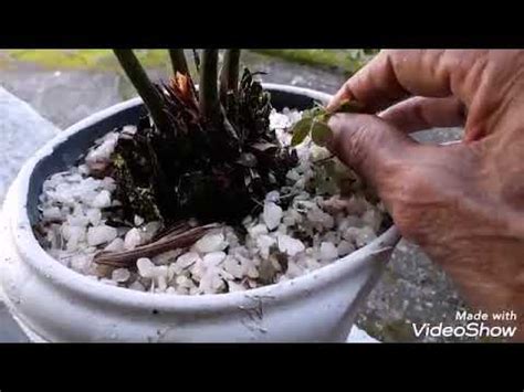 Como Devemos Cuidar Da Cica Youtube Plants Agriculture Garden