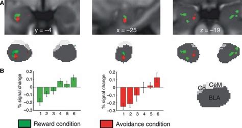 Reward Prediction Error Signals A Bold Signals Correlating With The Download Scientific
