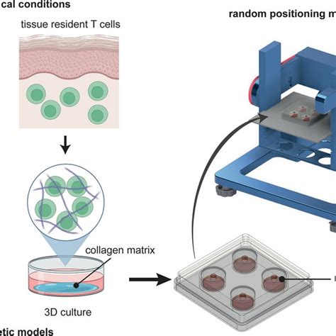 Schematic Illustration Of The Proposed Effects Of Microgravity On Download Scientific Diagram