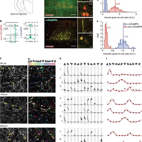 Na Ji Group Leader Phd Howard Hughes Medical Institute Virginia