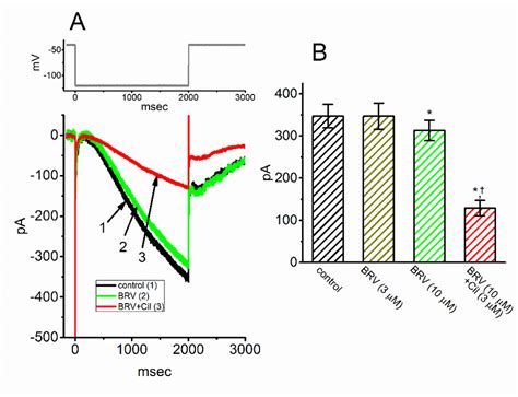 Mild Inhibition Of Brv On Hyperpolarization Activated Cationic Current Download Scientific