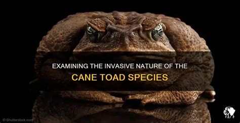 Examining The Invasive Nature Of The Cane Toad Species Petshun