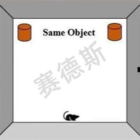 新物体识别行为学实验 合肥赛德斯生物科技有限公司