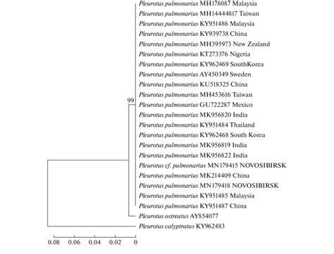 ITS Based UPGMA Tree Shows Phylogenetic Relationships Of P Pulmonarius Download Scientific