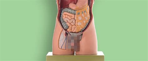 Food And Sex The Perfect Meals To Eat Before Sex