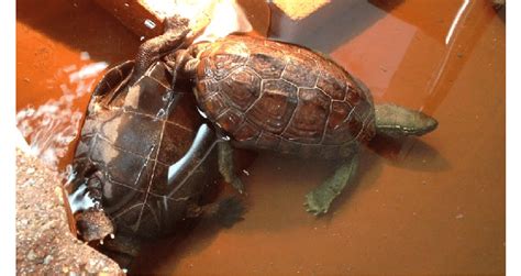 Mating Behavior Of Mauremys Reevesii Download Scientific Diagram