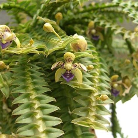 Dichaea Pendula Florariumplants