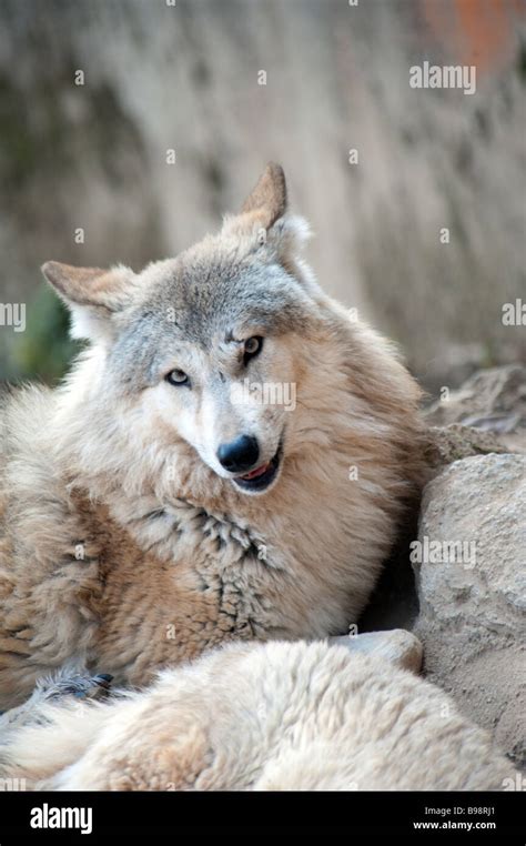 Tibetan Wolf