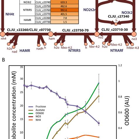 Characterizing The Nitrate Reduction Pathway In C Ljungdahlii A Download Scientific Diagram