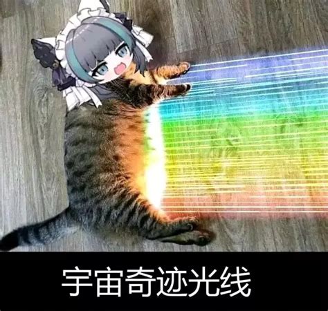 200张柴郡猫猫表情包大放送 ω ฅ喵下 哔哩哔哩