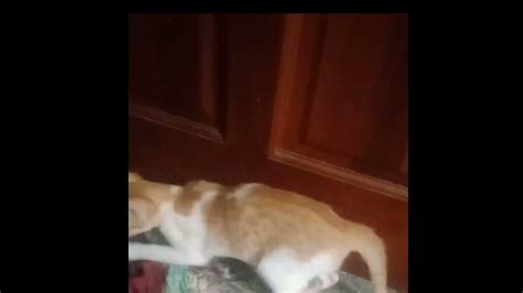 Simba Playing Youtube