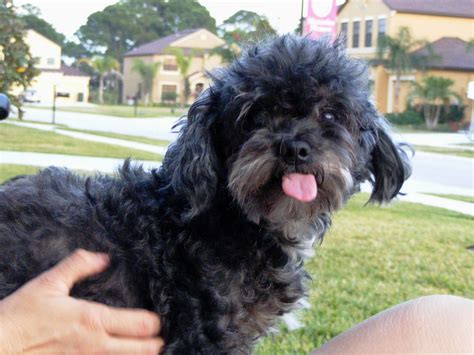 Lhasapoo Designer Dog Information All About Dogs