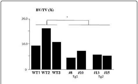 E Bone Histomorphometry In Secondary Cancellous Bone Area Of Tg Mice Download Scientific