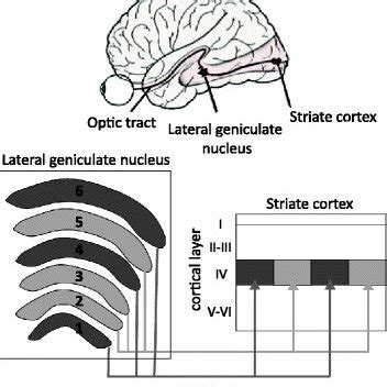 Columnar Organization Of The Striate Cortex The Structural And Download Scientific Diagram