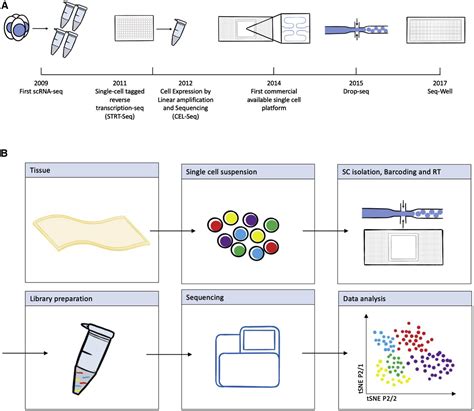 What Has Single Cell Transcriptomics Taught Us About Long Non Coding