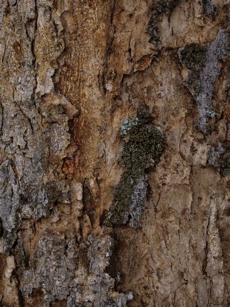 Dry Tree Texture Tree Bark Background Texture Stock Photo Image Of Sand Tree 294119434