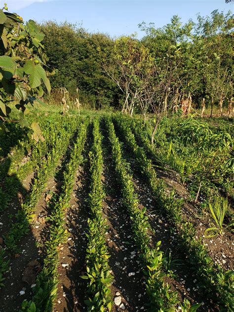 Orbi Palace Bakuriani Added A New Orbi Palace Bakuriani