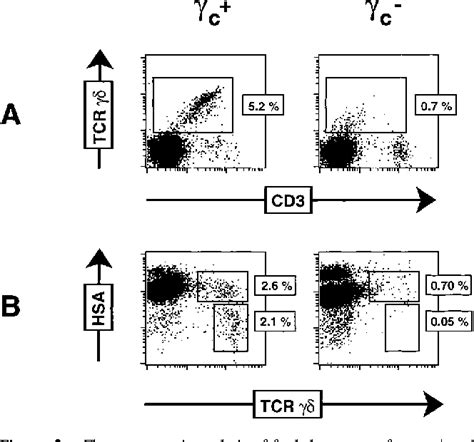 Figure 2 From The Common Cytokine Receptor ␥ Chain Controls Survival Of