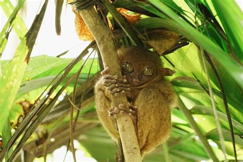 Premium Photo Tarsier With Tree