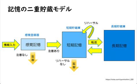 「記憶の二重貯蔵モデルとは？」 短期記憶と長期記憶のメカニズム、その根拠となる系列位置効果の実験についてわかりやすく解説 【イラストで学ぶ
