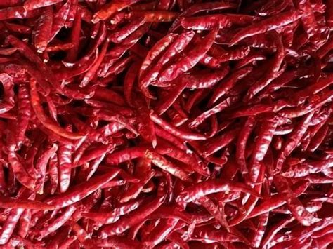 Dampui Variant A Grade Mizo Bird Eye Chilli For Powder Mizoram At Rs 450 Kg In Champhai