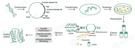 E Coli Protein Expression Platform Sino Biological
