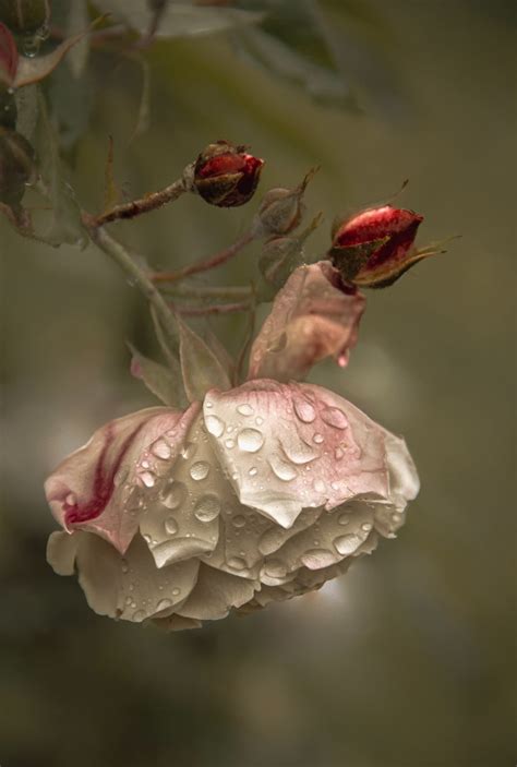 ‘not Another Rose Photo Keep Scrollingnothing To See Here If You Did