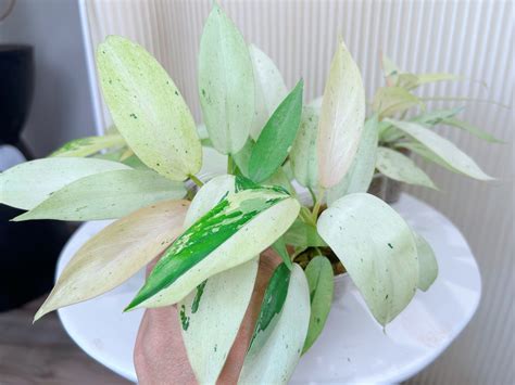 Us Seller Rooted Philodendron Whipple Way Nice Variegation May 5