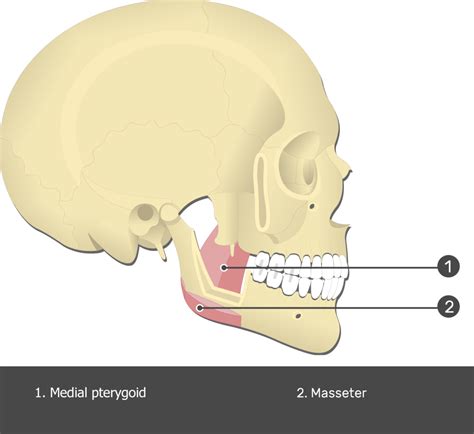 Masseter Muscle Attachments Actions And Innervation Getbodysmart