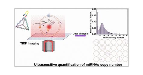Ultrasensitive Quantification Of Microrna Copy Number In Individual
