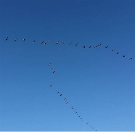 Businesses Migrating Legacy SAP Business Suite To SAP S HANA Emerge More Agile Efficient