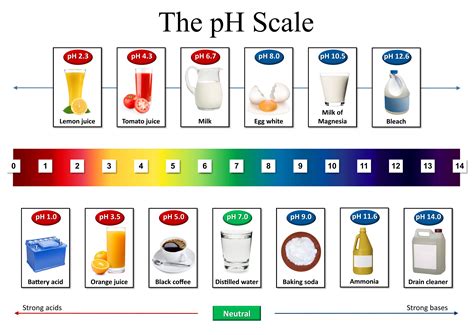 Printable Ph Scale