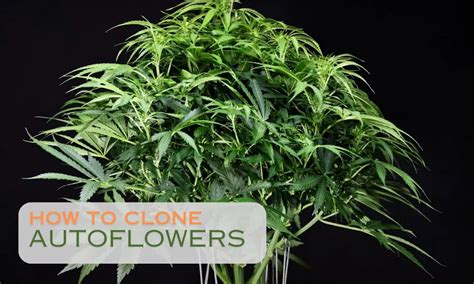 How To Clone Autoflowers And Is It Worth It