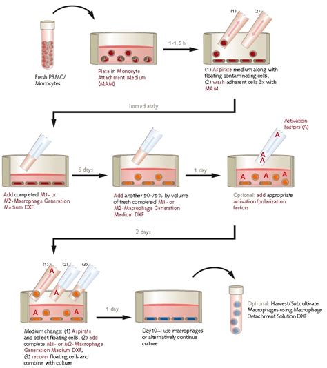 In Vitro Differentiation Of Human Pbmc Derived Monocytes Into M1 Or M2 Macrophages In A Serum