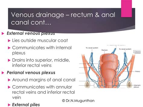 Rectum And Anal Canal By Profdrnmugunthan Pdf