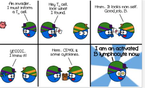 Immunity Flashcards Quizlet