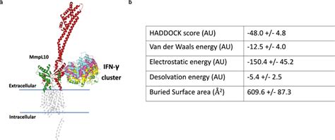 A Structural Model Indicating A Putative Binding Pose For Ifn γ On Download Scientific Diagram