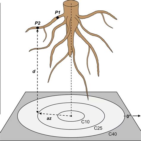 Number Of Roots With Increasing Distance To The Root Collar For Each Download Scientific