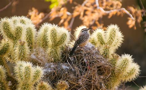Nests Types Construction And Challenges Podcast Episode