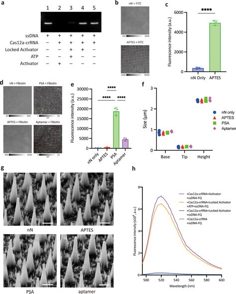 Crispr Cas Assisted Nanoneedle Sensor For Adenosine Triphosphate Detection In Living Cells Acs