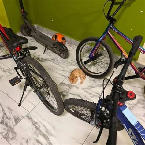 Информационная страница ️ помогаем информационно Здравствуйте нашла котенка Котенко 4 6