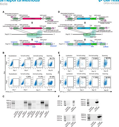 Figure 4 From Discovery And Validation Of Human Genomic Safe Harbor