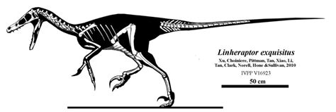 Linheraptor New Species Of Dinosaur Discovered In China Mirror