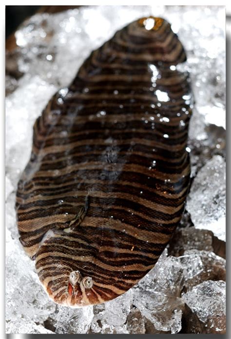 縞牛舌シマウシノシタ カラーリングストライプが斬新 魚屋三代目オフィシャルブログ魚屋三代目日記Powered